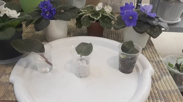 УКОРЕНЯЕМ 100% -ВОЛШЕБНОЕ СРЕДСТВО!!!