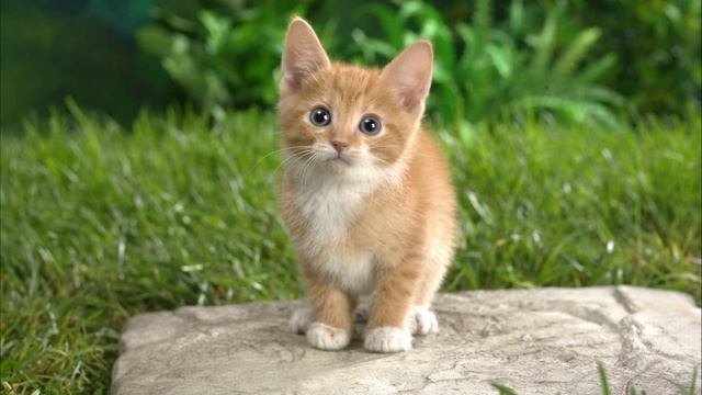 Маленький Котенок Жалобно Мяукает, Потерял Маму. Звук Котенка