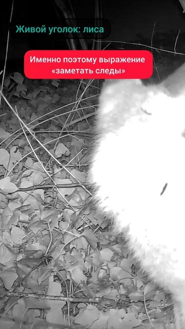 хвост и фиалки лиса живой уголок