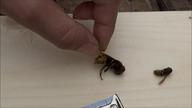 Эксперимент с осами.