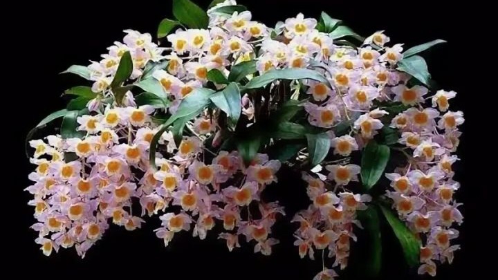 Дендробиум  Farmeri содержание в домашних условиях. Полный роспуск цветоносов. Часть 7