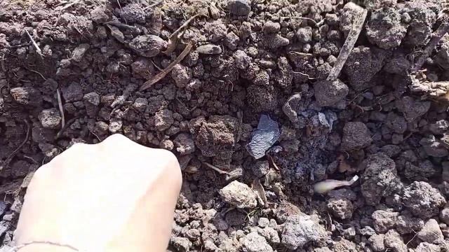 Чеснок + сидераты. Сажаю озимый чеснок по-новому. 22.09.2024