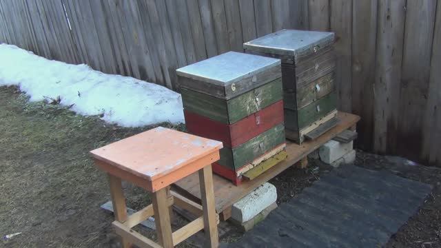 Ура!  Пчёлки в огороде заработали! Сюжет 8й