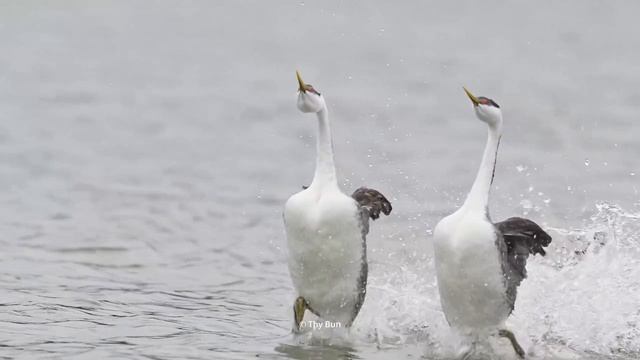 Любовь творит чудеса