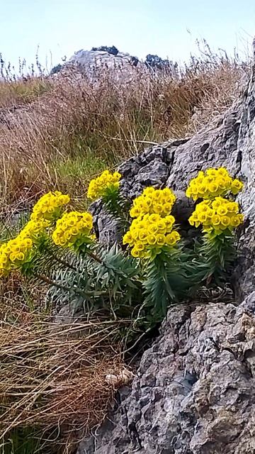 Так цветёт молочай. Судак. Март.