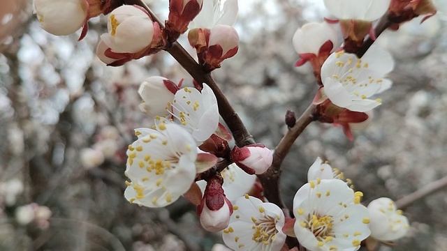 Цветение абрикосы.