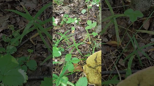 Белый гриб, мухомор серо-розовый и другие съедобные лесные грибы