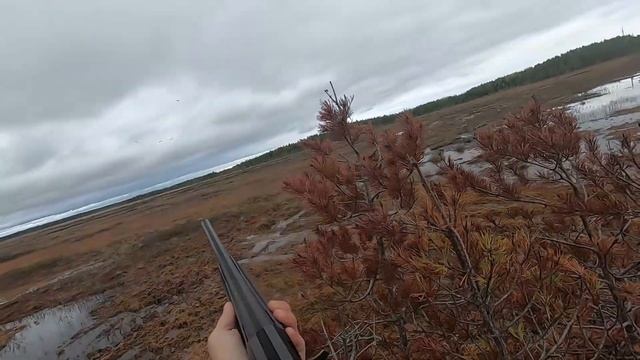 Охота на гуся в Карелии #охотанагуся