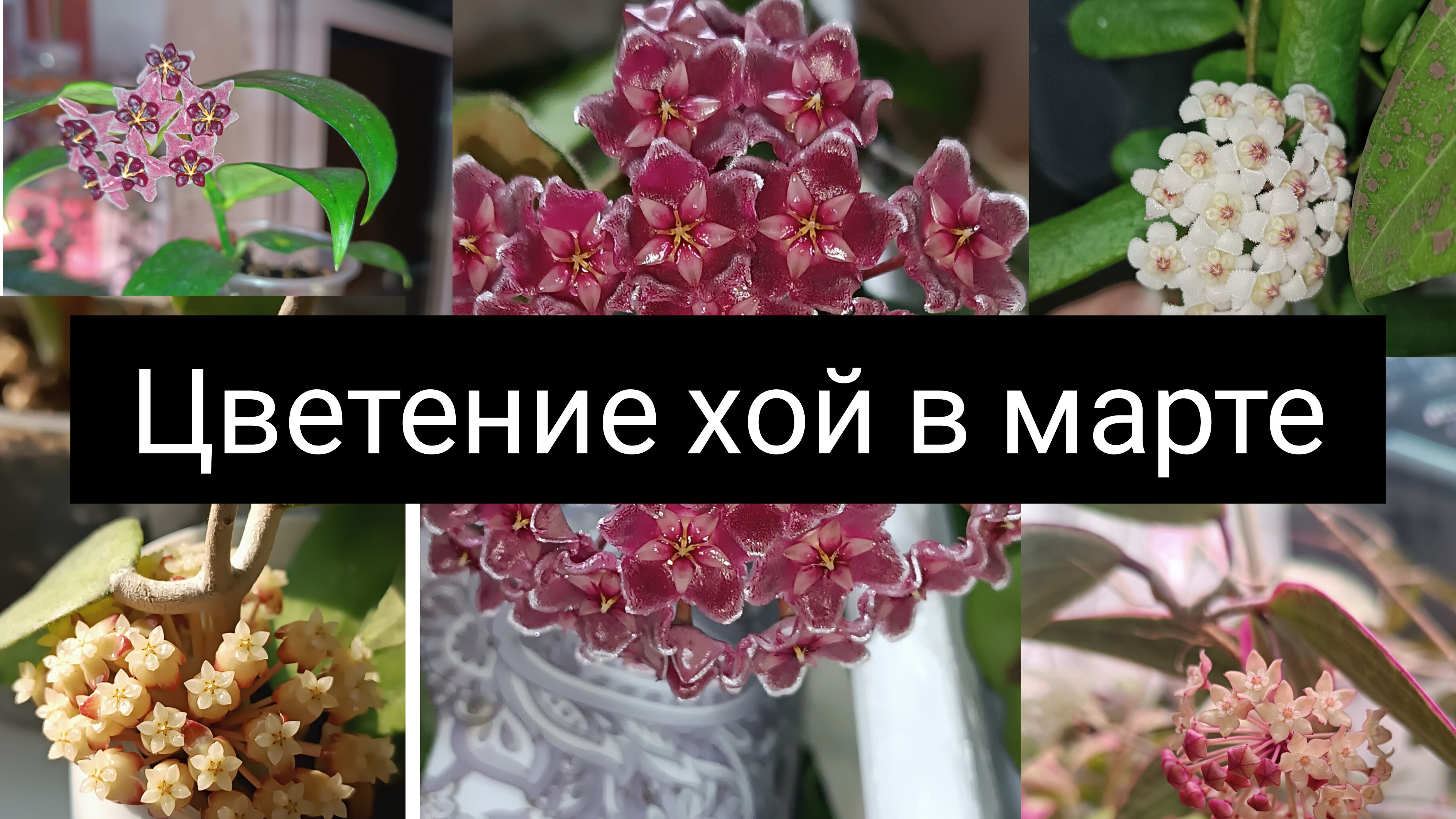 цветение хой в марте