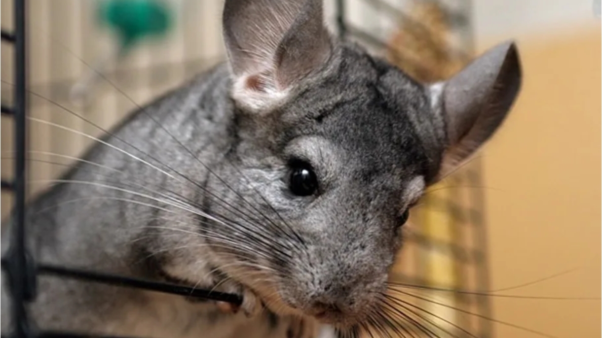 Контактный Зоопарк Zooland Шиншилла