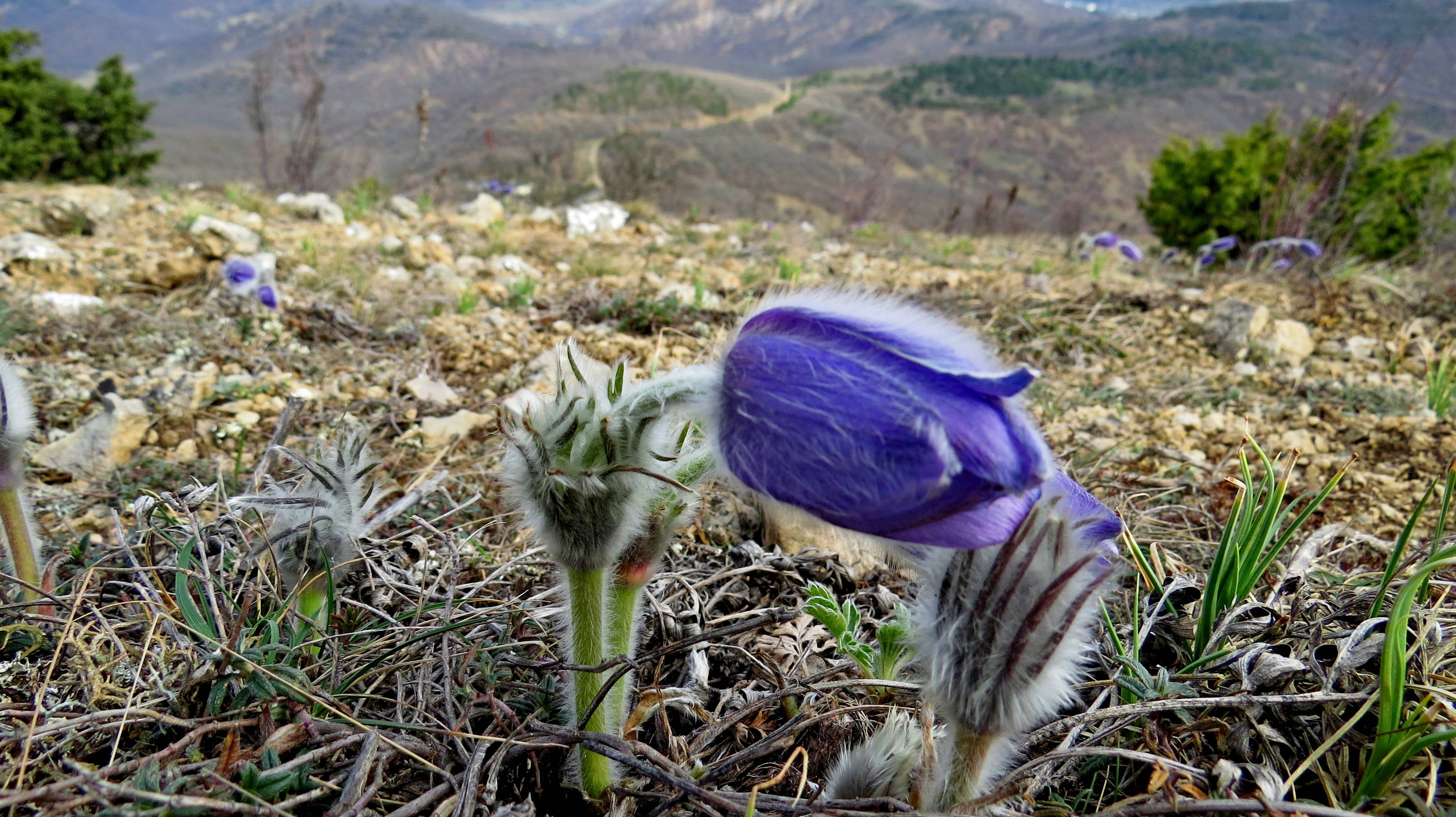 Сон-трава на вершине Эчки-Дага. 20 марта.