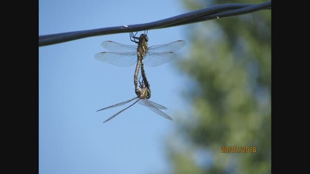 21.07.2018. ВСТРЕЧА ДЕВОЧЕК НА ДАЧЕ