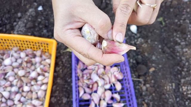 Как и когда посадить озимый чеснок