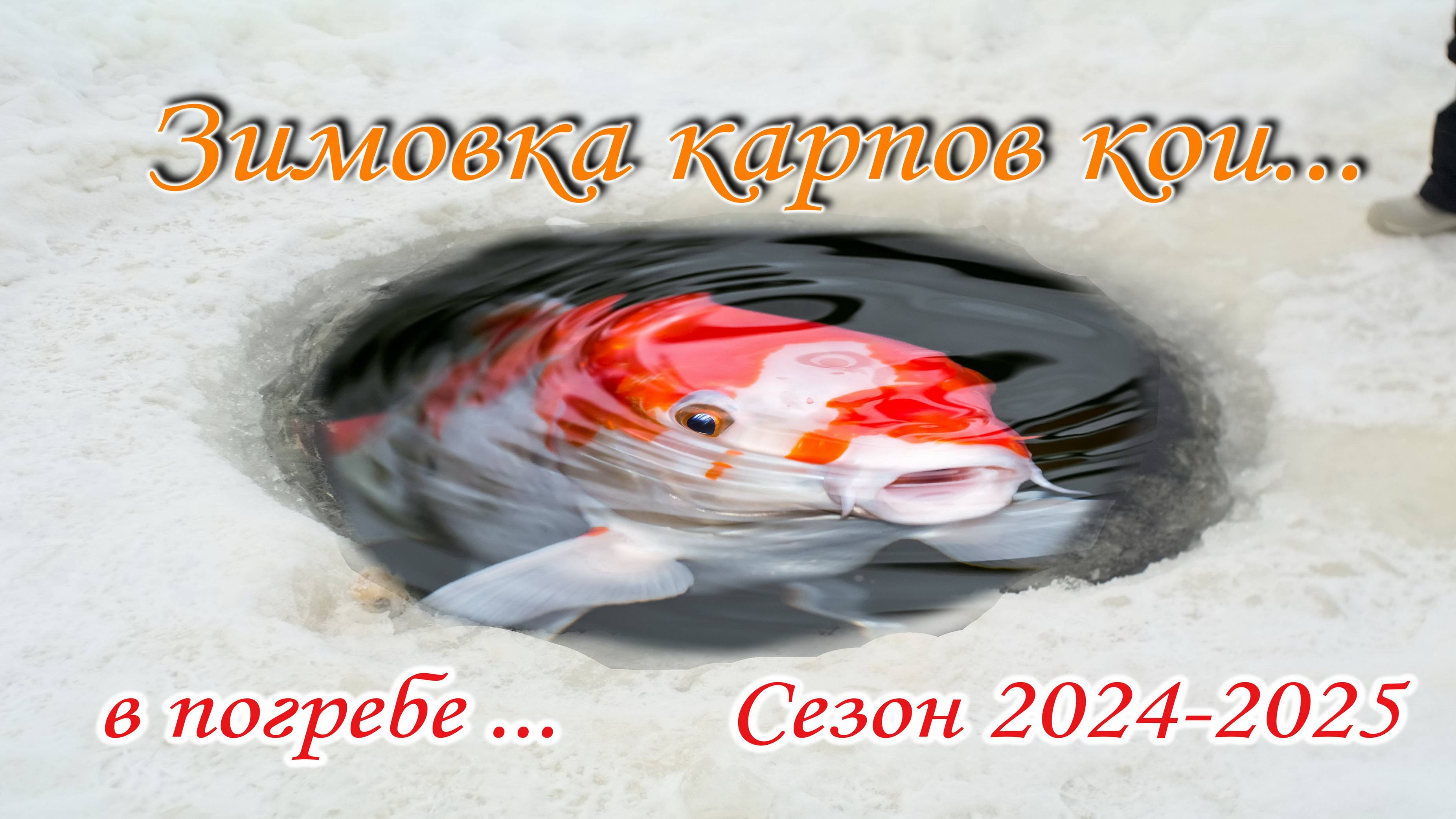 Зимовка карпов кои в погребе на даче второй раз. Сезон 2024-2025 гг.