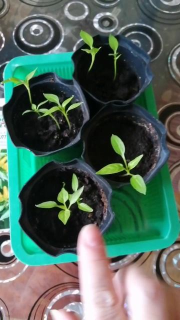 Горький балконной перец🌶️🌶️👍👍