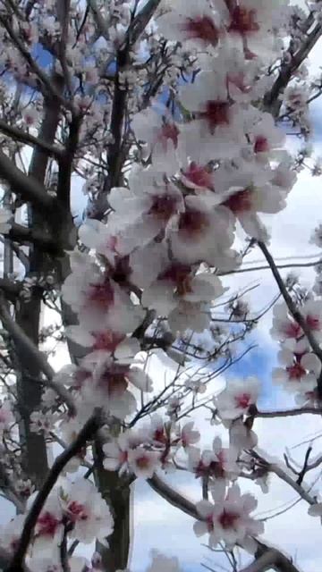 Шикарный миндаль на поляне Эчки-Дага