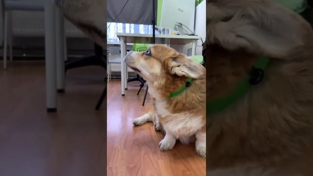 Личная история ветеринарного онколога💚