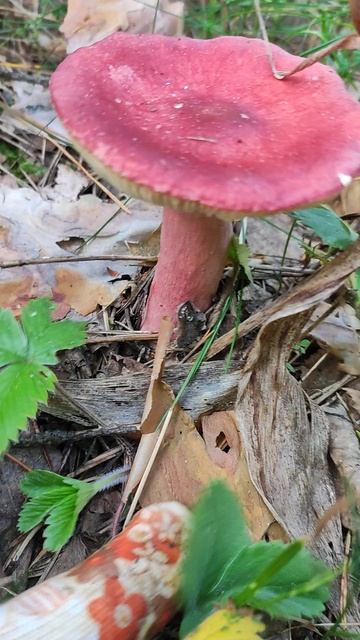 Что за гриб? Сыроежка красная?