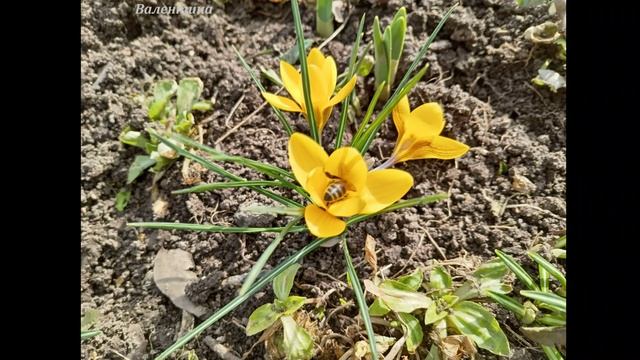 ПРОБУЖДЕНИЕ САДА.