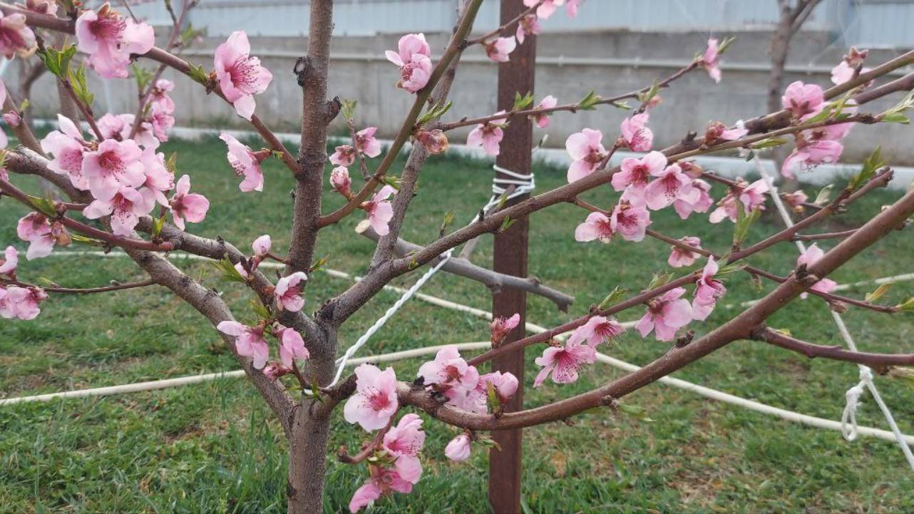 Персик или нектарин?  Анапа в тумане.