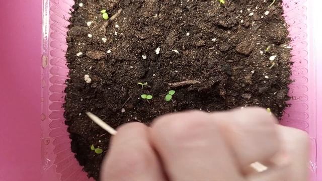 Виола. Первые всходы. 28.02.2023