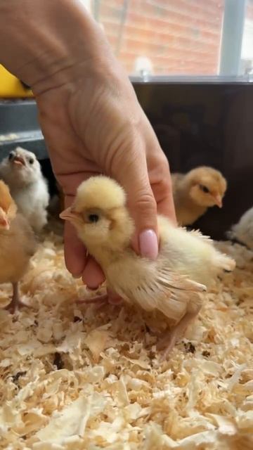 Цыплячий патруль