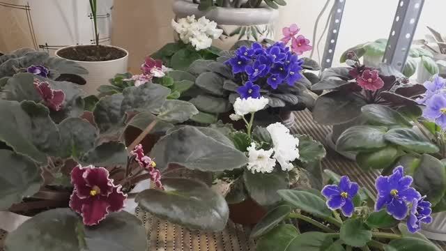 Как заставить цвести Фиалку?