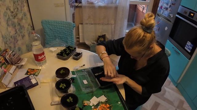 Сажаю помидоры 29.03.25