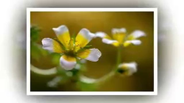 Лимнантес 2017 года