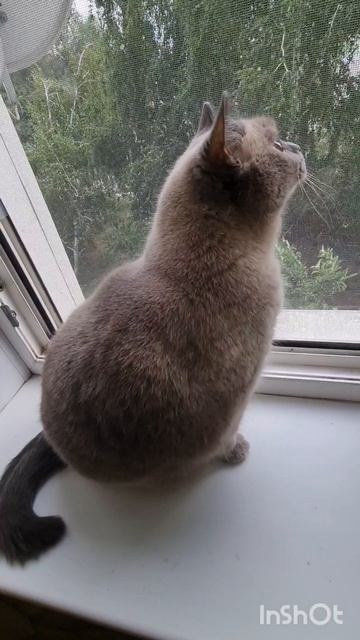 Сидела кошка на окошке. Таюша Плюша