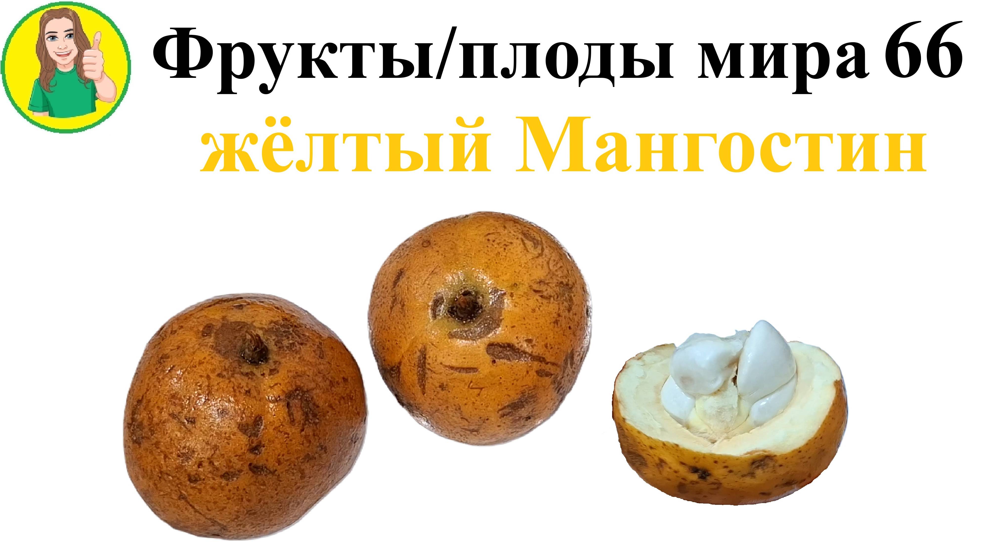 Фрукты - плоды мира 66 – жёлтый Мангостин Сыроедение Фрукторианство Мангостан Мангустин