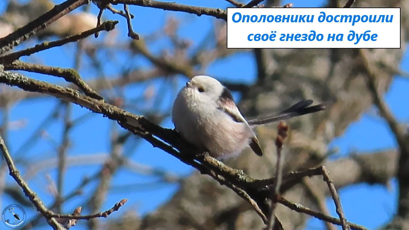 Ополовники - длиннохвостые синицы - заканчивают строить гнездо на дубе. Спрятанный домик готов