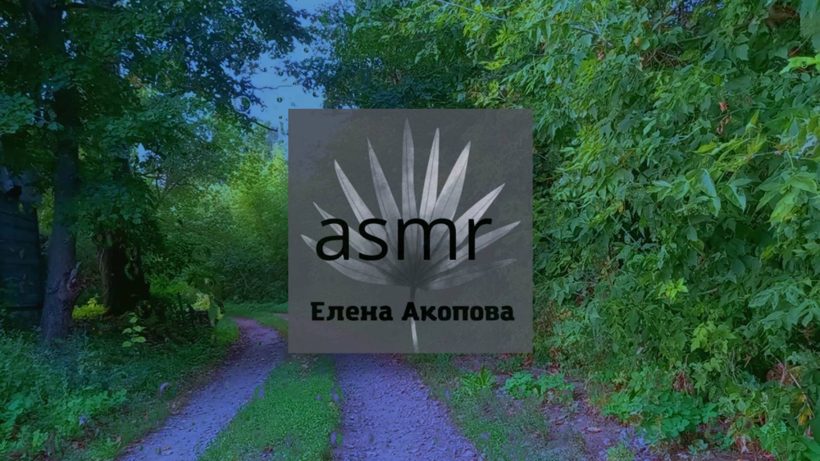 Шум тихого дождя для сна по дороге, уводящей в глубь зелени деревьев