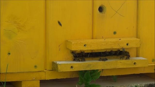 Пчелинный Релакс