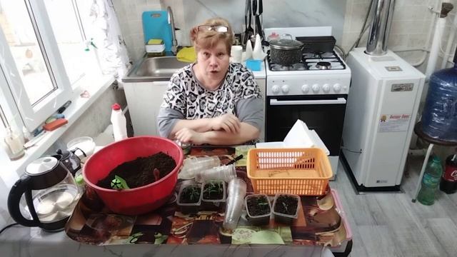 Лучший способ посева помидор на рассаду Какая у нас вода и почва