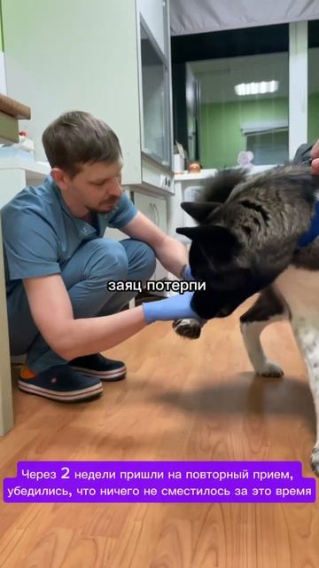 Наш пациент Грей, 7-ми месячный американский акита, на радостях запрыгнул на грудь хозяина и…