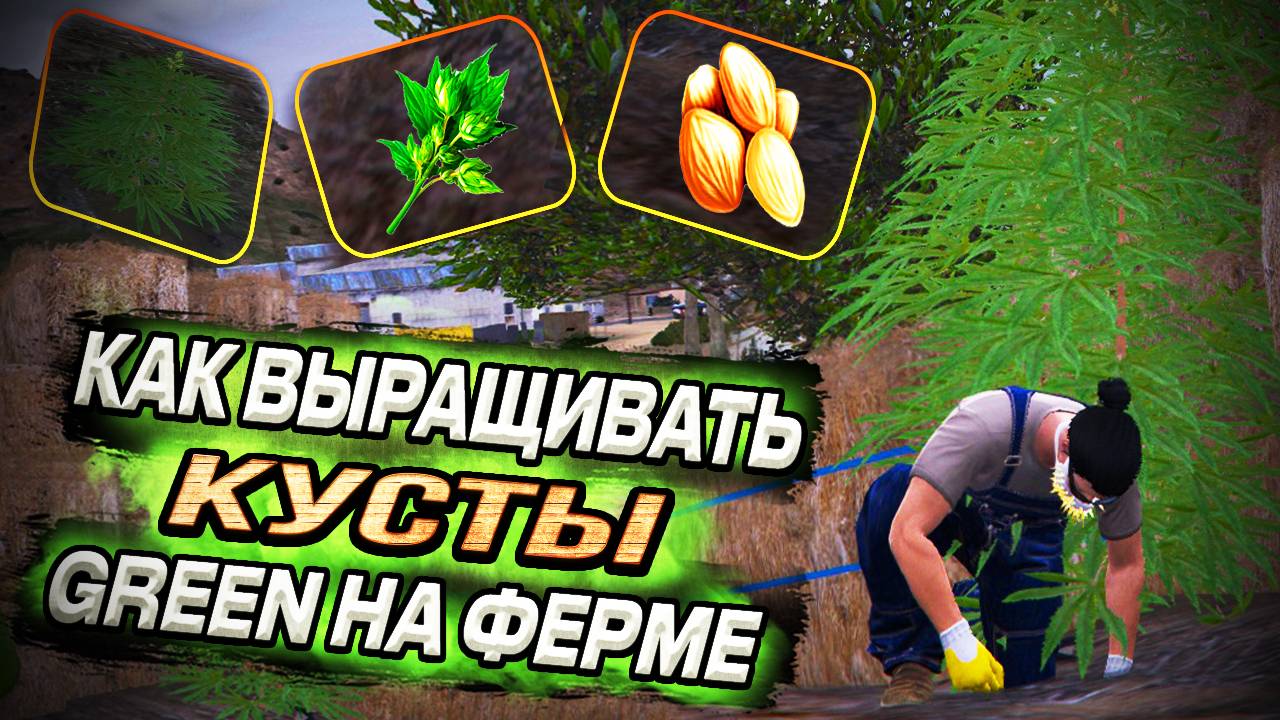 ГАЙД ПО ВЫРАЩИВАНИЮ КУСТОВ GREEN на ФЕРМЕ ЛУЧШАЯ РАБОТА на MAJESTIC RP / GTA 5 RP