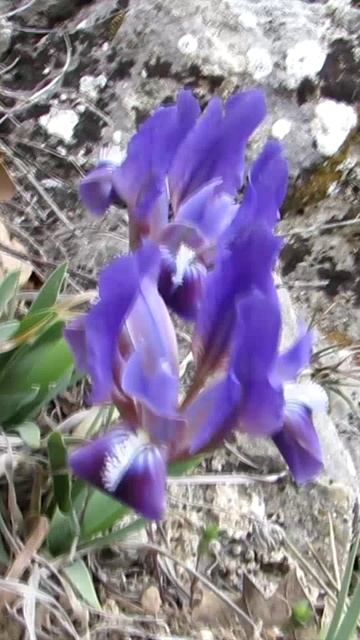 Первые ирисы Эчки-Дага.