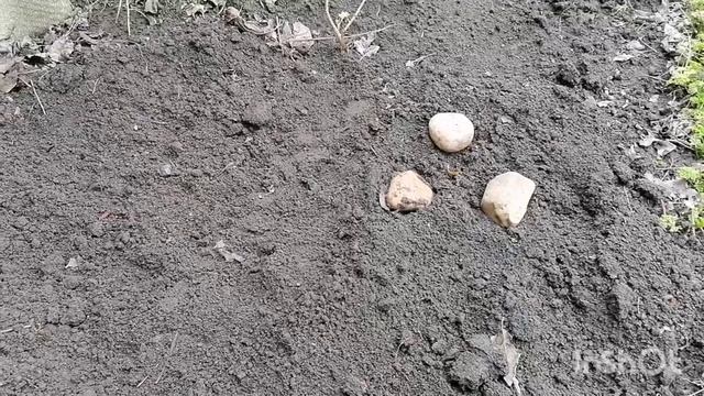 Рецепт постного печенья / Посеяла укроп, петрушку, мангольд, рукколу, кориандр, шпинат / Первые поса