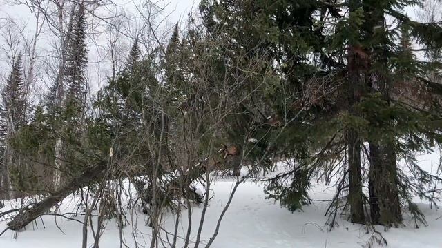 Тяжело пошло. Супер Квадрик