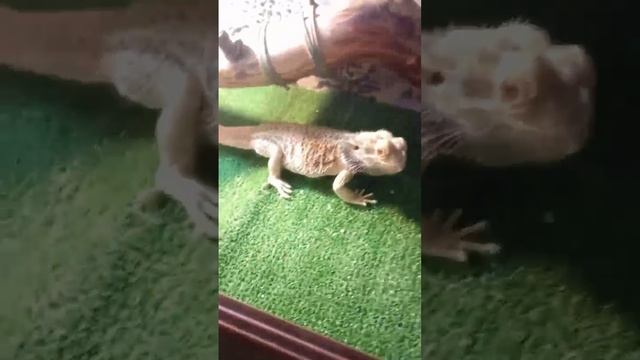 Охота на аргентинского таракана.