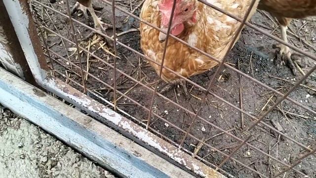 Она будет жить/Грецкие орехи/Опять заготовки