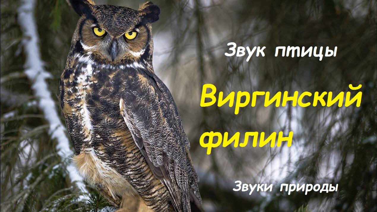 Звук птицы Виргинский филин. Звуки природы
