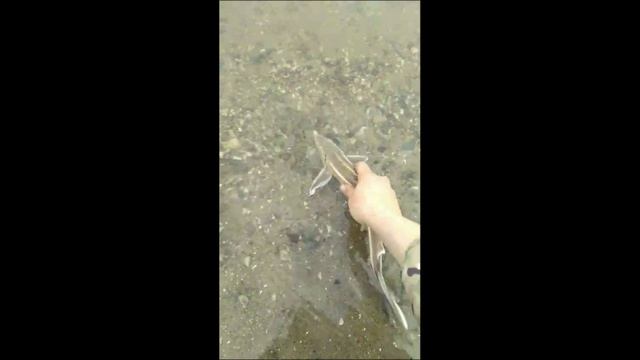 поймал-отпусти