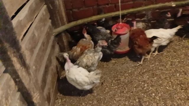 Деревенские хлопоты.