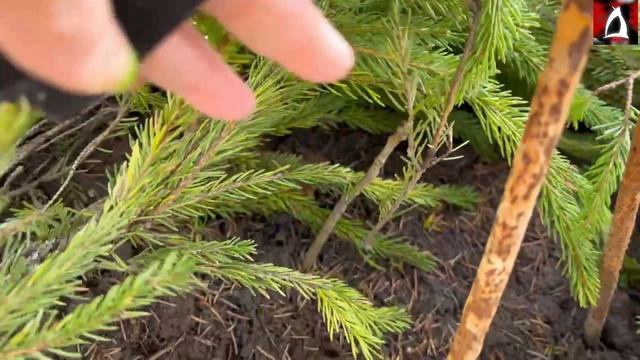 Последний  выходной марта. 2025.