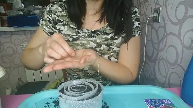 Сажаю петунию в улитку, первые всходы