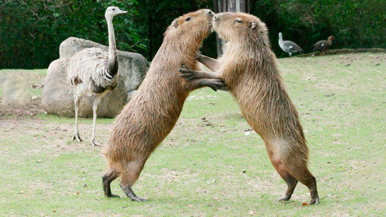 КАПИБАРА - Почему все так любят этого самого большого грызуна на планете!?