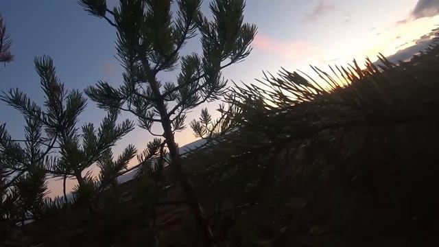 ОХОТА НА ГУСЯ 2022 ОСЕНЬ. КАРЕЛИЯ. ТОЛЬКО НАЛЁТЫ И РАБОТА НА МАНКЕ. #охотанагуся2022