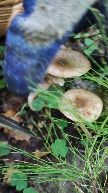 Опёнок осенний. Съедобный гриб